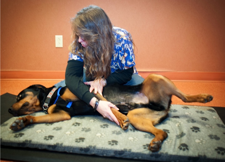 Joint Range of Motion/Stretching | Pittsburgh Veterinary Rehabilitation